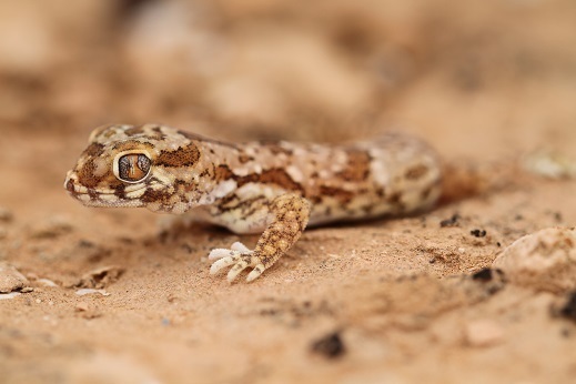 Northern Elegant Gecko from Province de Guelmim, Maroc on April 21 ...