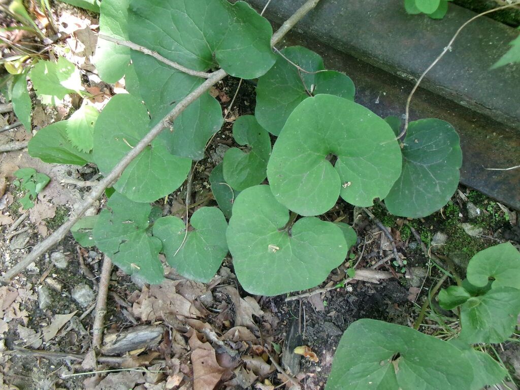 Canadian wild ginger from Harford County, MD, USA on May 25, 2025 at 01 ...