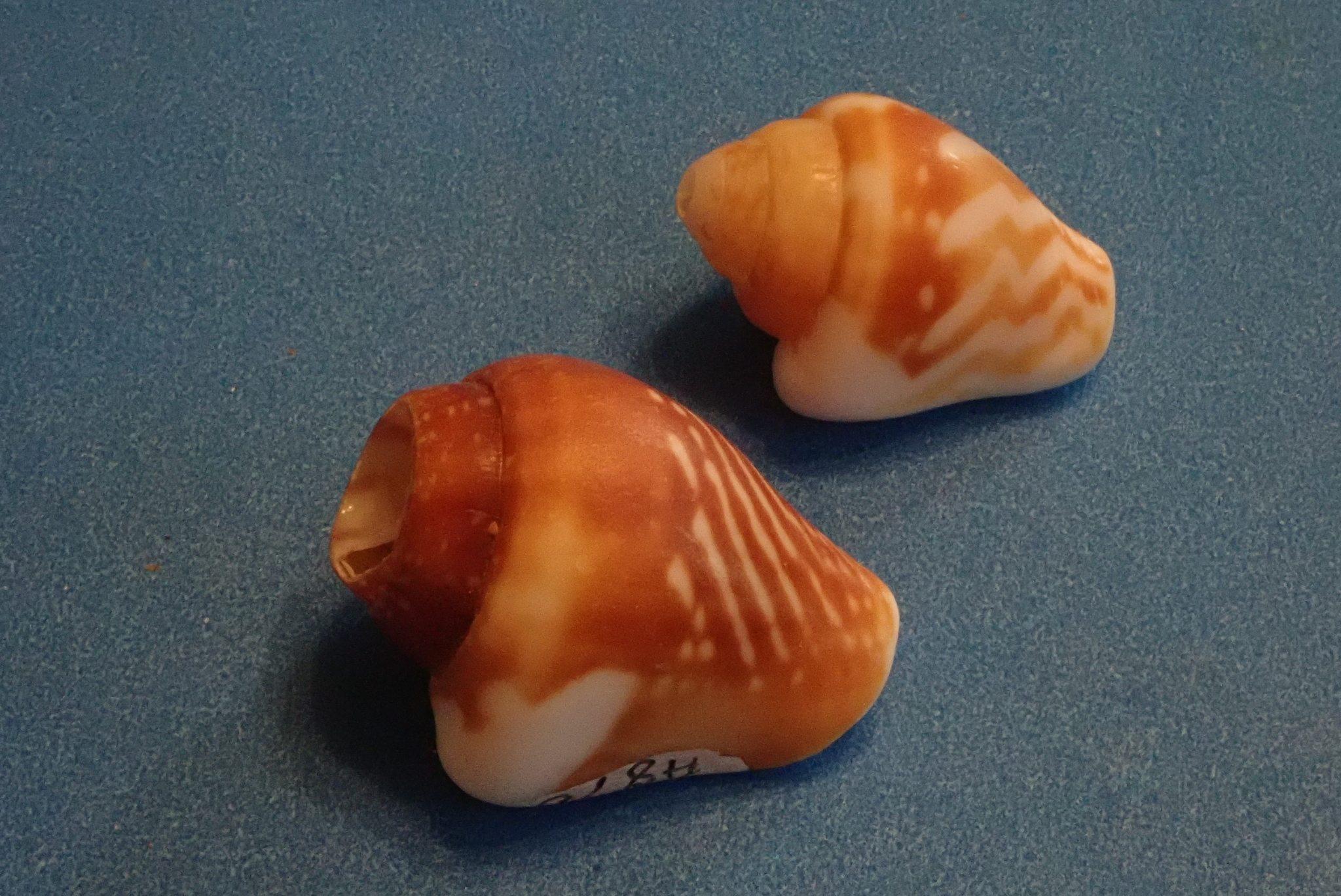 Columbella strombiformis Lamarck, 1822