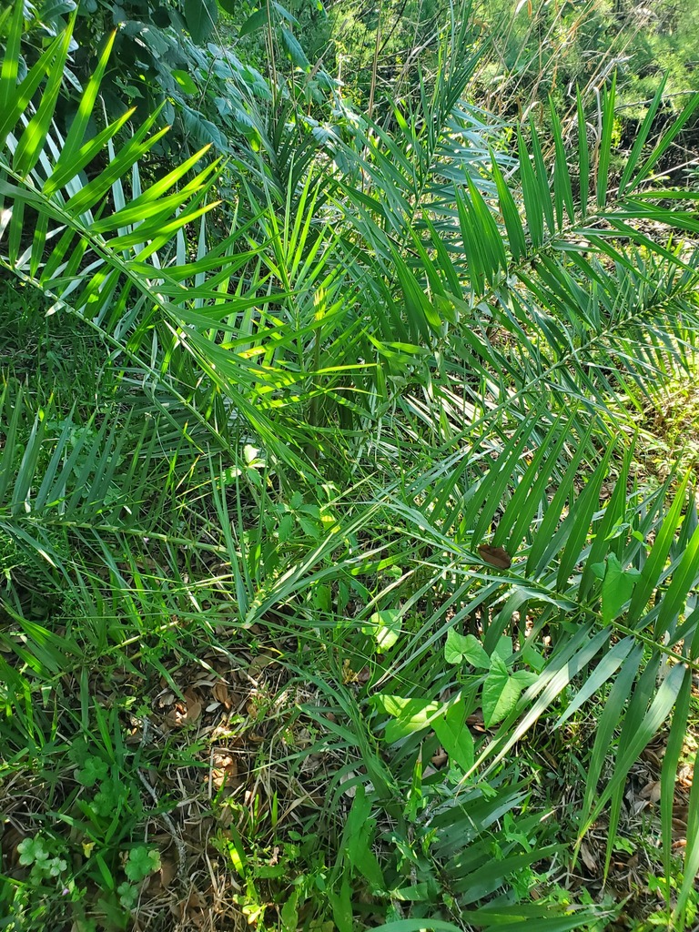 Canary Island palm from Grand Isle, LA, USA on April 17, 2025 at 04:34 ...