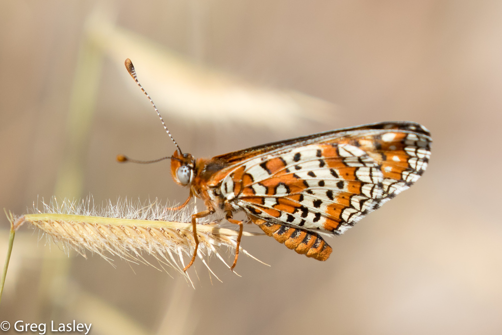Dotted Checkerspot (Zion National Park Butterfly Guide 🦋) · iNaturalist