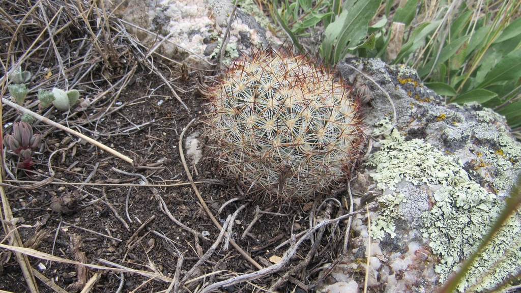 Mountain Ball Cactus from Drake, CO, US on August 24, 2019 at 01:23 PM ...