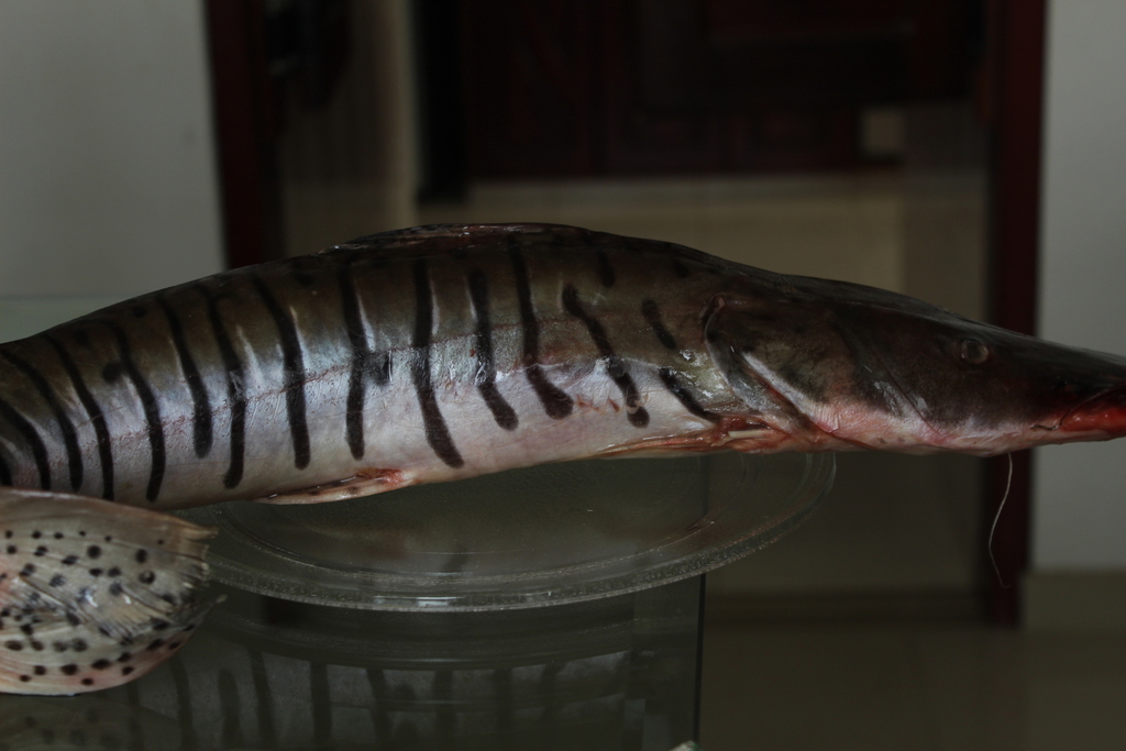Orinoco Sorubim (Pseudoplatystoma orinocoense) - Marine Life Identification
