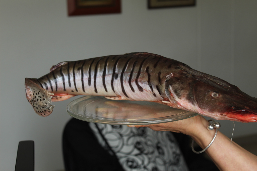 Orinoco Sorubim (Pseudoplatystoma orinocoense) - Marine Life Identification