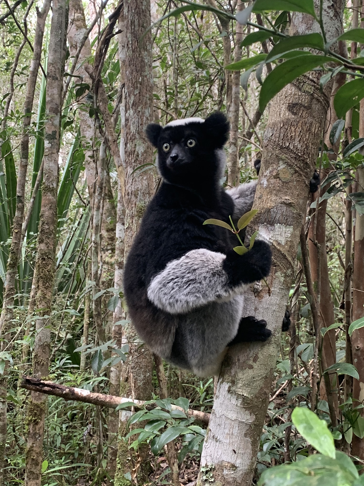 Indri indri (Gmelin, 1788)