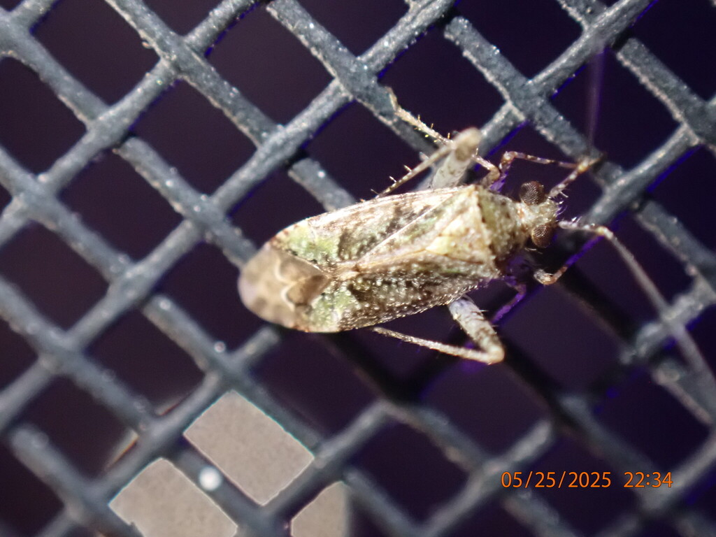 lime plant bug from Dunedin, FL, USA on May 25, 2025 at 10:34 PM by ...