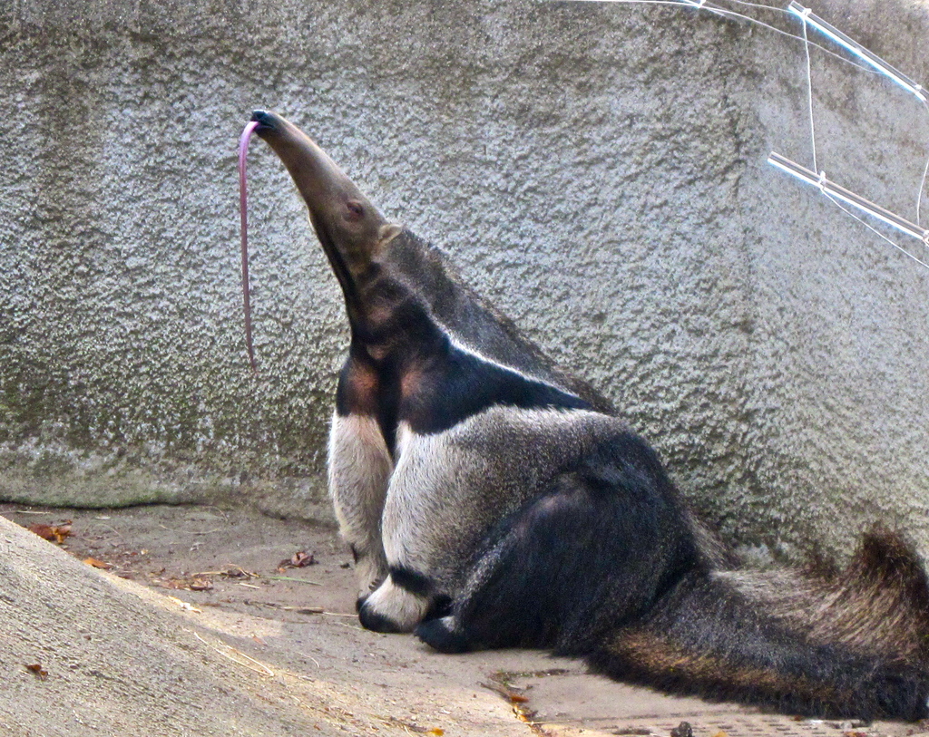 Giant Anteater (Myrmecophaga tridactyla) - Know Your Mammals