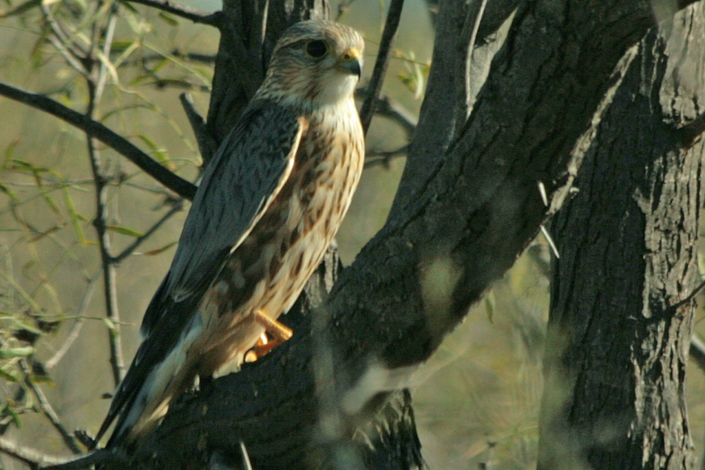 Prairie Merlin (Birds of San Diego County, California) · iNaturalist