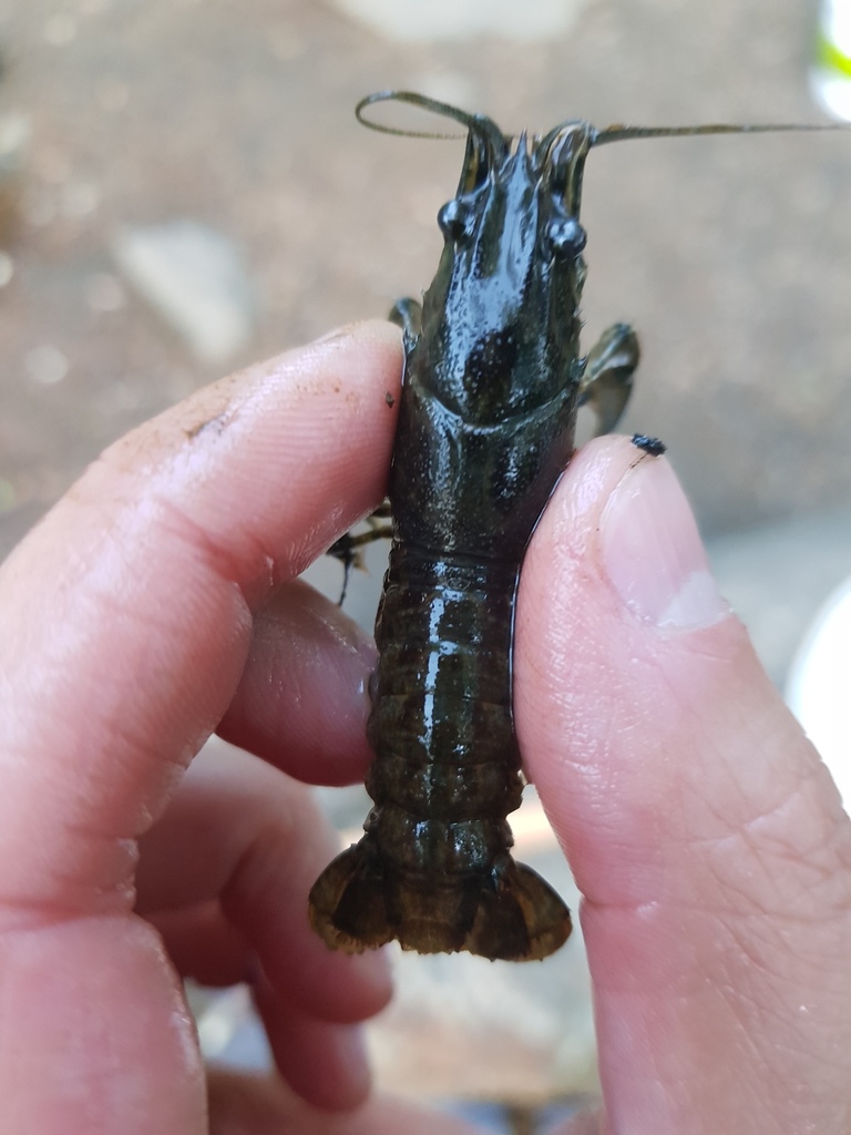 Spinycheek Crayfish from Pitman, NJ 08071, USA on May 24, 2025 at 07:37 ...