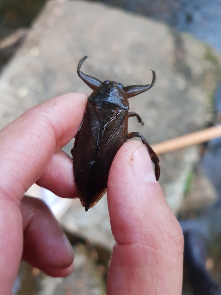 Giant Water Bugs from Pitman, NJ 08071, USA on May 24, 2025 at 08:09 PM ...