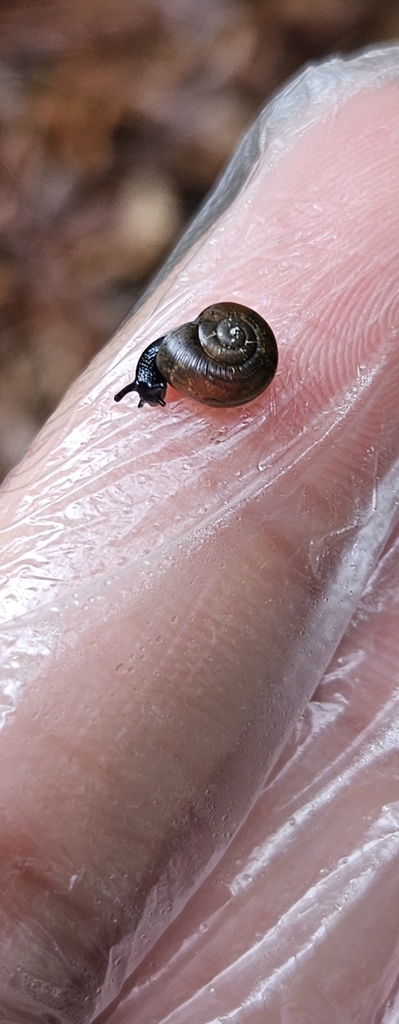 Button Snails from Stonecrest, GA 30038, USA on May 26, 2025 at 11:35 ...