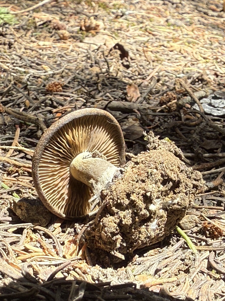 Snowmelt Clitocybe from Gunnison County, CO, USA on May 24, 2025 at 01: ...