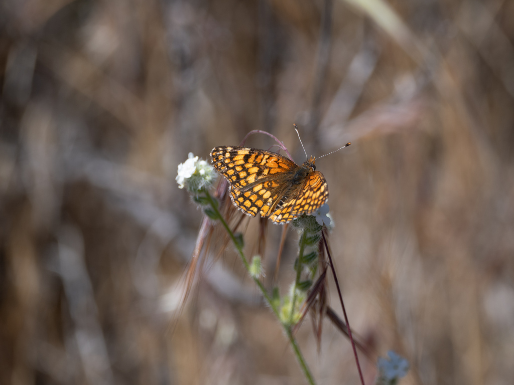 Gabb's Checkerspot from San Diego County, CA, USA on May 25, 2025 at 11 ...