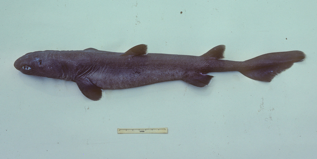 Black Shark (Dalatias licha) - Marine Life Identification