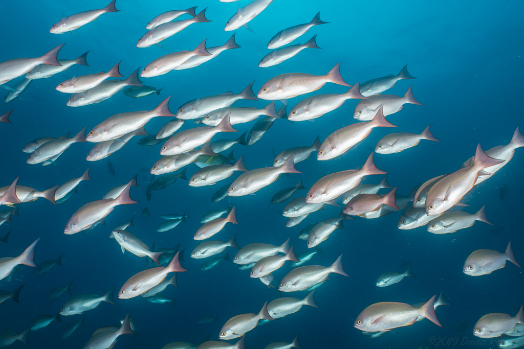Pinjalo (Pinjalo pinjalo) - Marine Life Identification