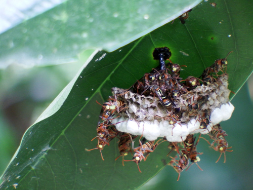 Subspecies Polistes stigma stigma · iNaturalist