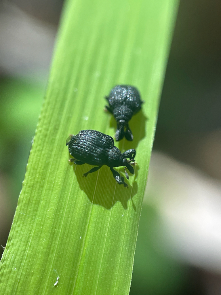 Yellow Poplar Weevil from Chopawamsic Trail, Triangle, VA, US on May 24 ...