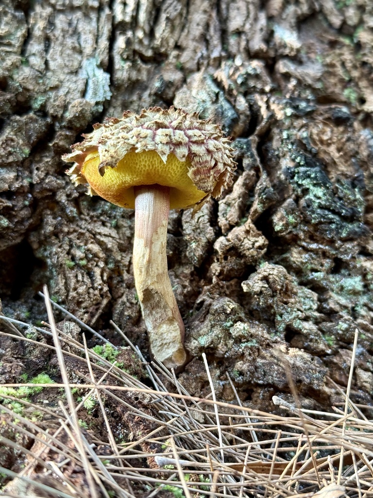 Boletellus from Blue Lake/Karboora, North Stradbroke Island, QLD, AU on ...