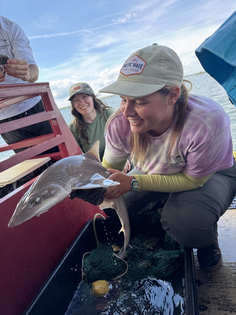 Dusky Smooth-hound in May 2025 by Rachel Pitt · iNaturalist