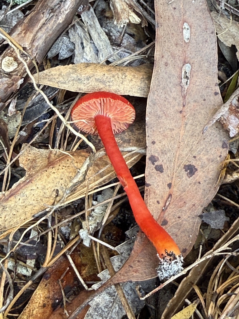 Common Gilled Mushrooms and Allies from Naree Budjong Djara National ...