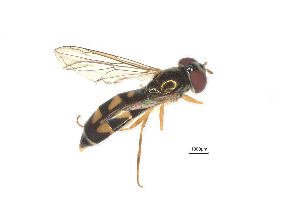 Ladder-backed Hover Fly from Hartberg-Fürstenfeld, Österreich on ...