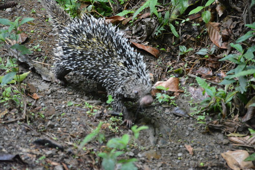 Frosted Hairy Dwarf Porcupine (Sphiggurus pruinosus) · iNaturalist