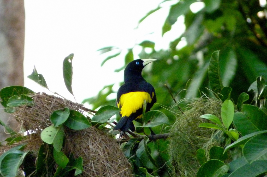 Cacicus cela (Aves del Humedal Córdoba) · NaturaLista Colombia