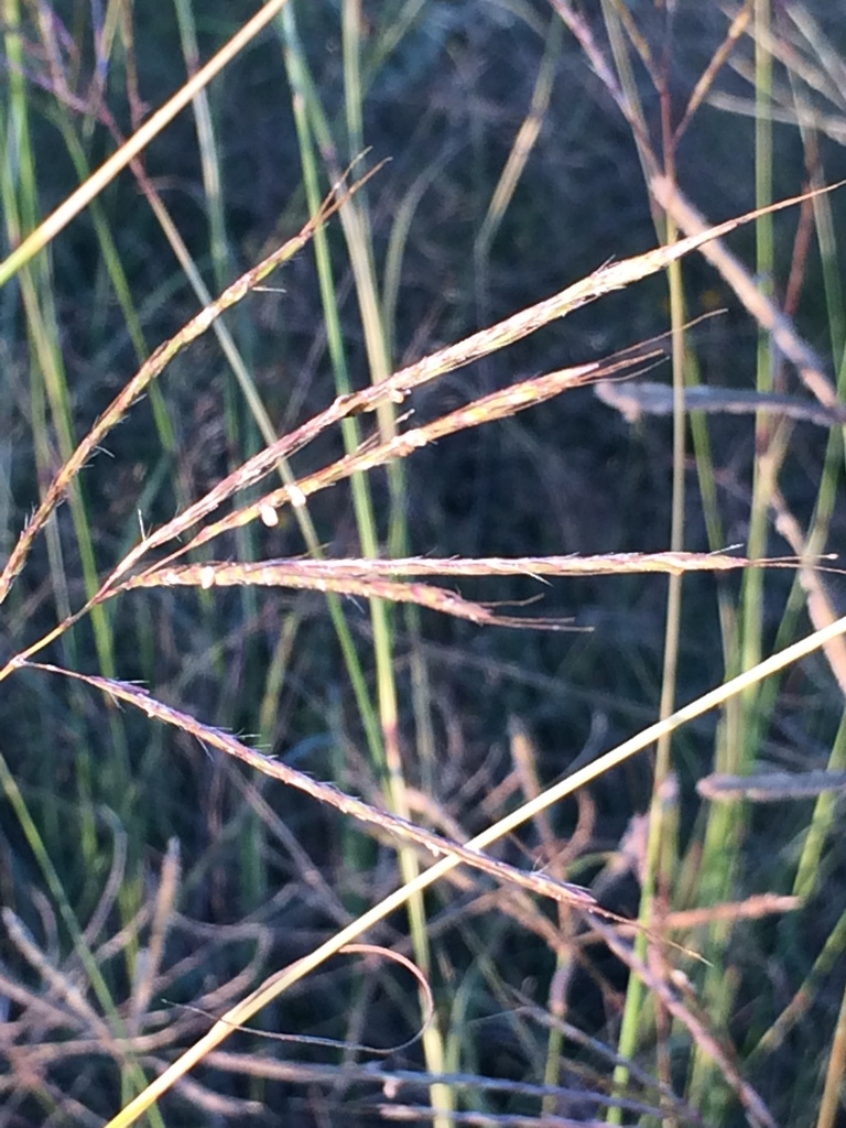 king ranch bluestem (Plants of Dallas/Fort Worth) · iNaturalist