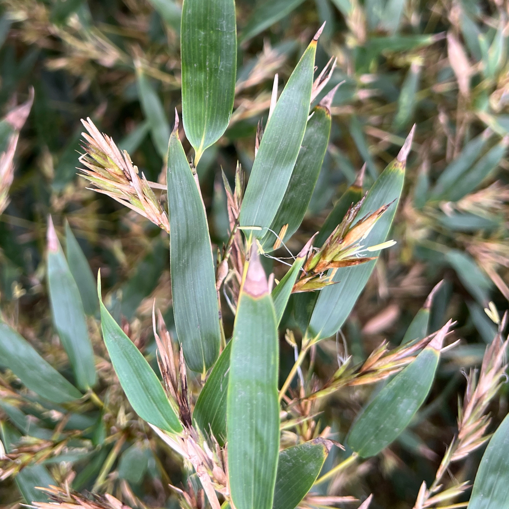 bamboos, canes, and allies from Talavera Rd, Macquarie Park, NSW, AU on ...