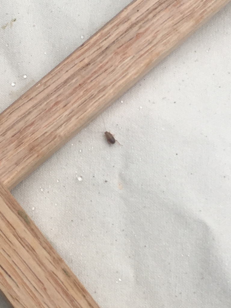 German Cockroach in September 2019 by dbezdedeanu · iNaturalist