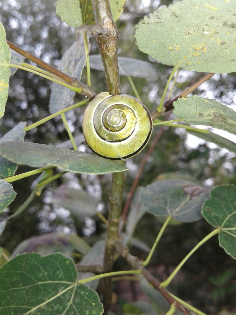 Brown-lipped Snail from Pitt Meadows, BC V3Y 2N8, Canada on September ...