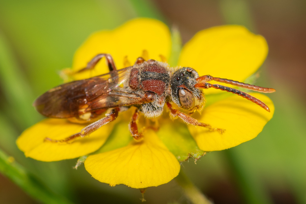 Denticulate Nomad from Centre County, PA, USA on May 26, 2025 at 02:24 ...