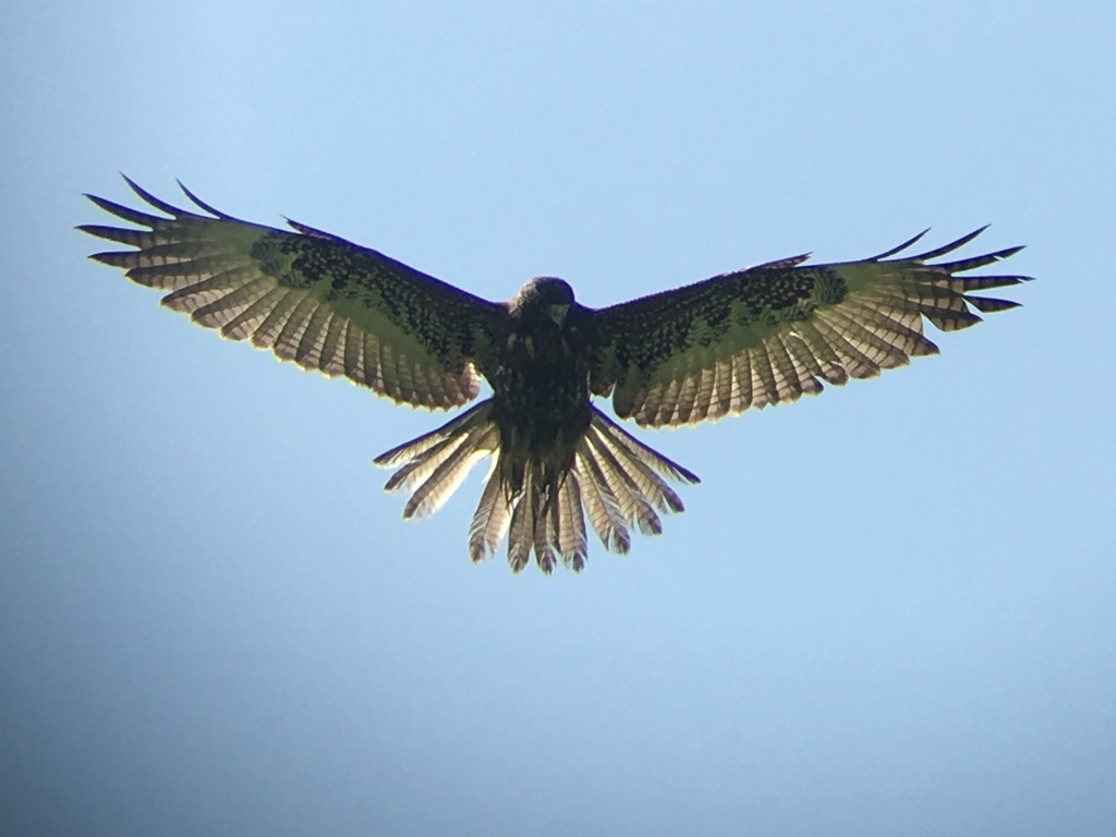 Variable Hawk from Lima, PE on September 11, 2019 at 02:18 PM by Oscar ...