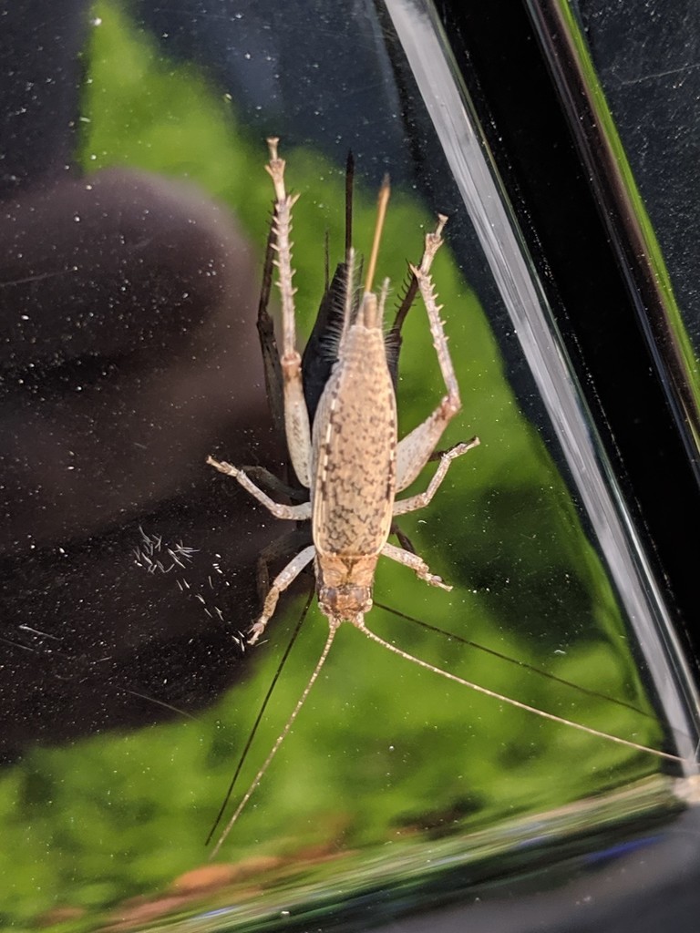 Jumping Bush Cricket in September 2019 by Nicole Hartig · iNaturalist