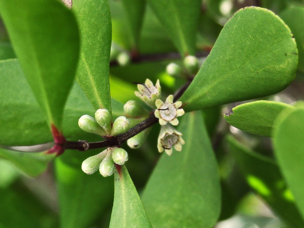 myrtle mangrove (Osbornia octodonta) - Botanical Realm