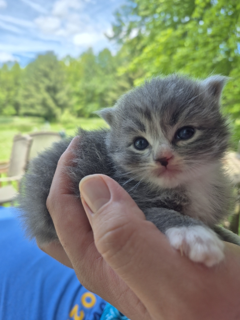 Domestic Cat from Paris Township, OH, USA on May 26, 2025 at 01:48 PM ...