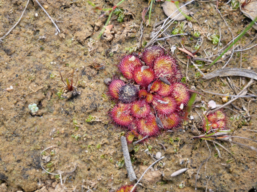 Drosera lowriei from Fitzgerald River National Park WA 6346, Australia ...