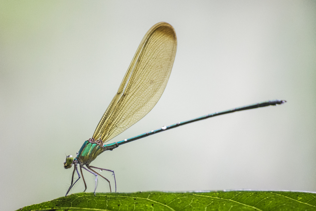 Black-tipped Forest glory (Kanha National Park - Invertebrates ...