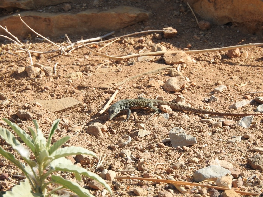 Marbled Whiptail from Ohl Canyon Rd, Alpine, TX, US on May 26, 2025 at ...