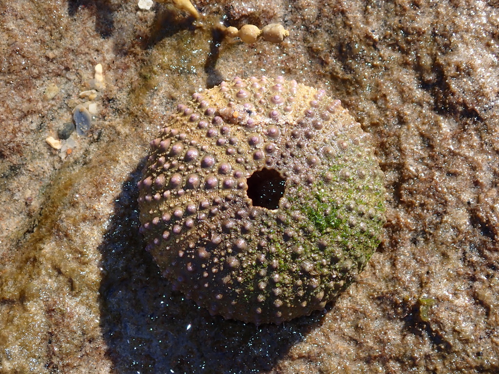 Western Pacific purple sea urchin from Woody Head NSW 2466, Australia ...
