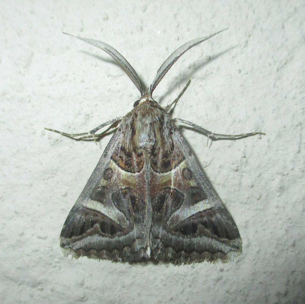 Butterflies and Moths from mmopi wall, Serowe, Botswana on May 27, 2025 ...