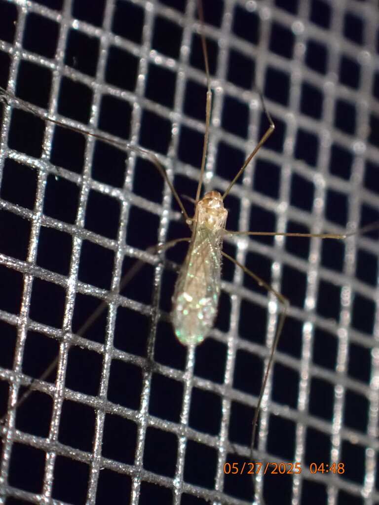 Typical Crane Flies from Dunedin, FL, USA on May 27, 2025 at 04:48 AM ...