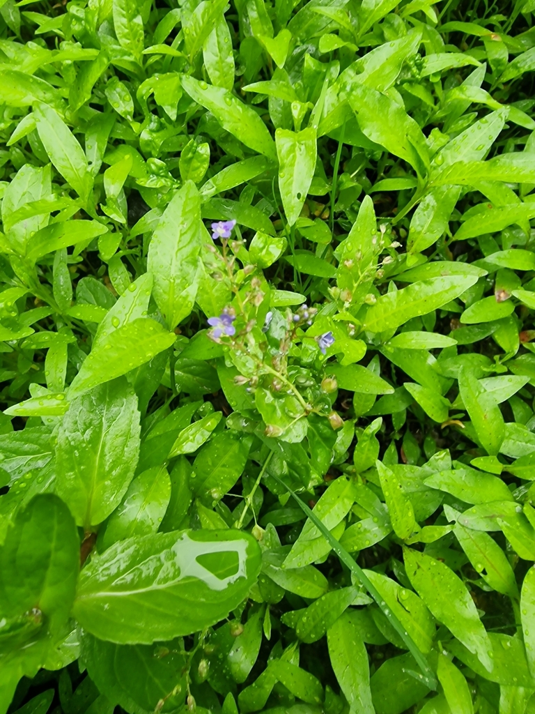 Brooklime from Ditchling Common SSSI on May 27, 2025 at 11:39 AM by Sim ...