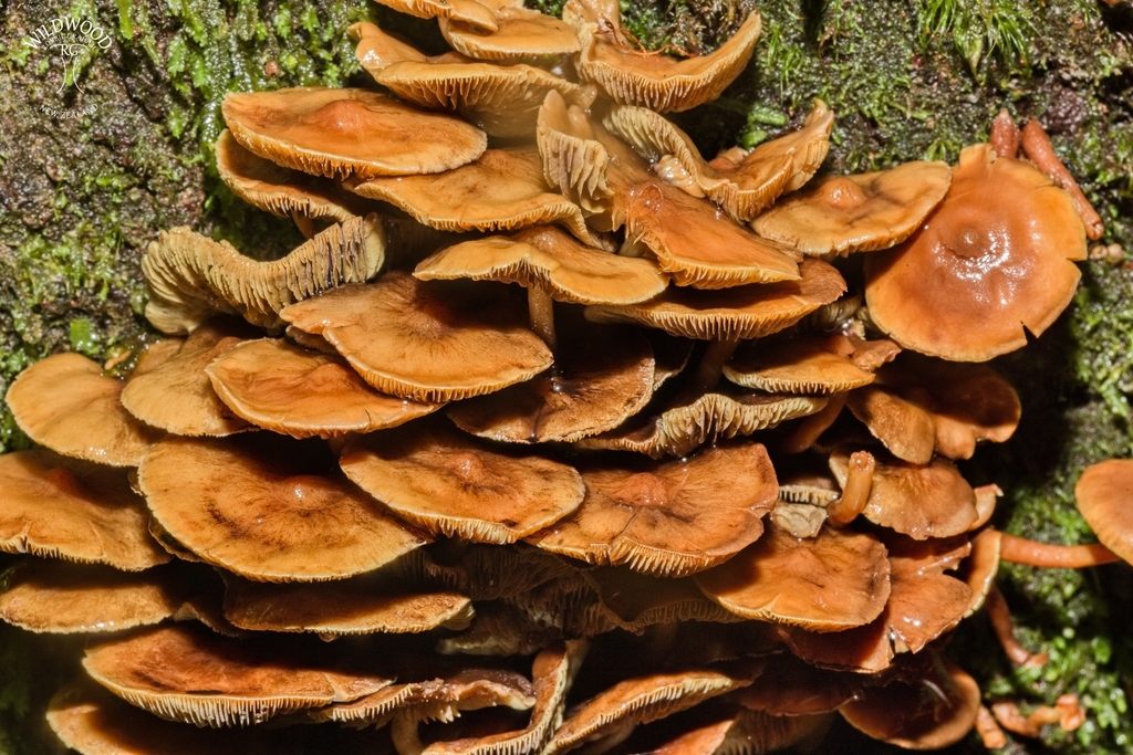 Common Gilled Mushrooms and Allies from Pureora, Waikato Region 3987 ...
