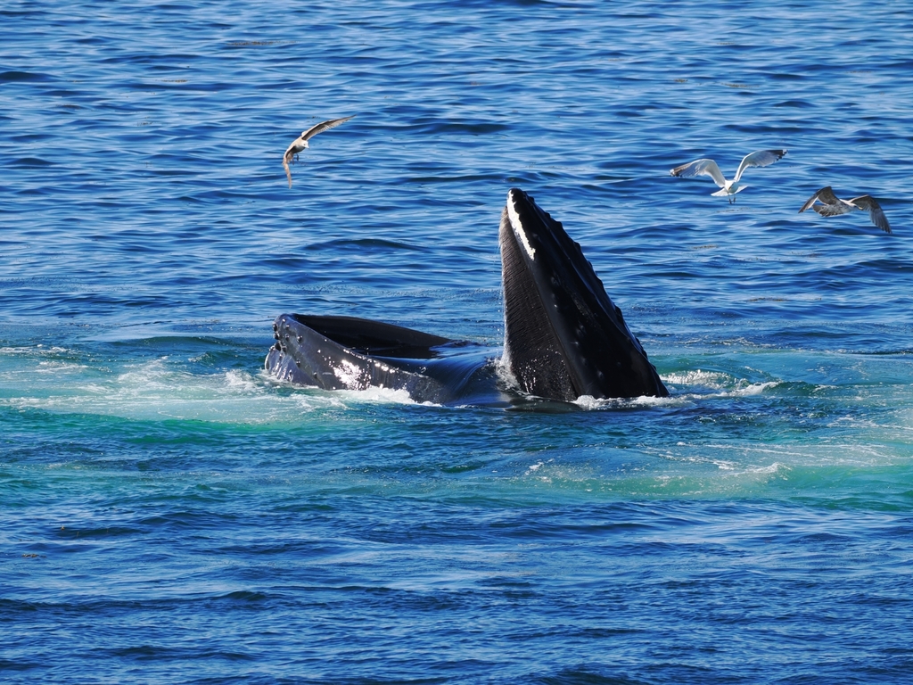 Humpback Whale from United States on May 26, 2025 at 04:53 PM by Austin ...