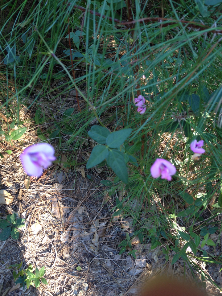 perennial wooly bean from 3600–3824 Dogwood Trl, Navasota, TX, US on ...