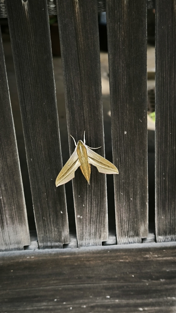 Theretra japonica from Honmachi, Higashiyama Ward, Kyoto, 605-0981 ...