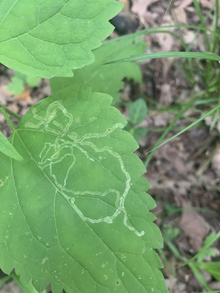 Liriomyza leaf-mining flies from Wright State University, Fairborn, OH ...