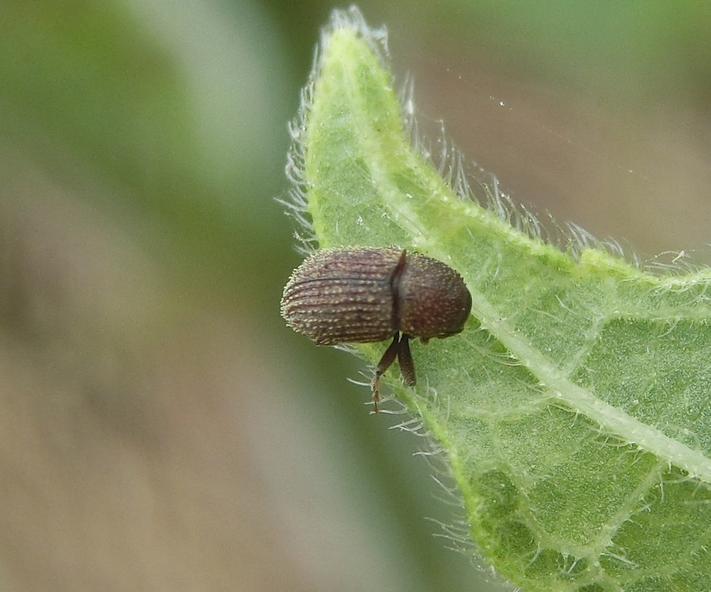 True Weevils from 638台灣雲林縣麥寮鄉 on May 27, 2025 at 04:27 PM by r88621108 ...