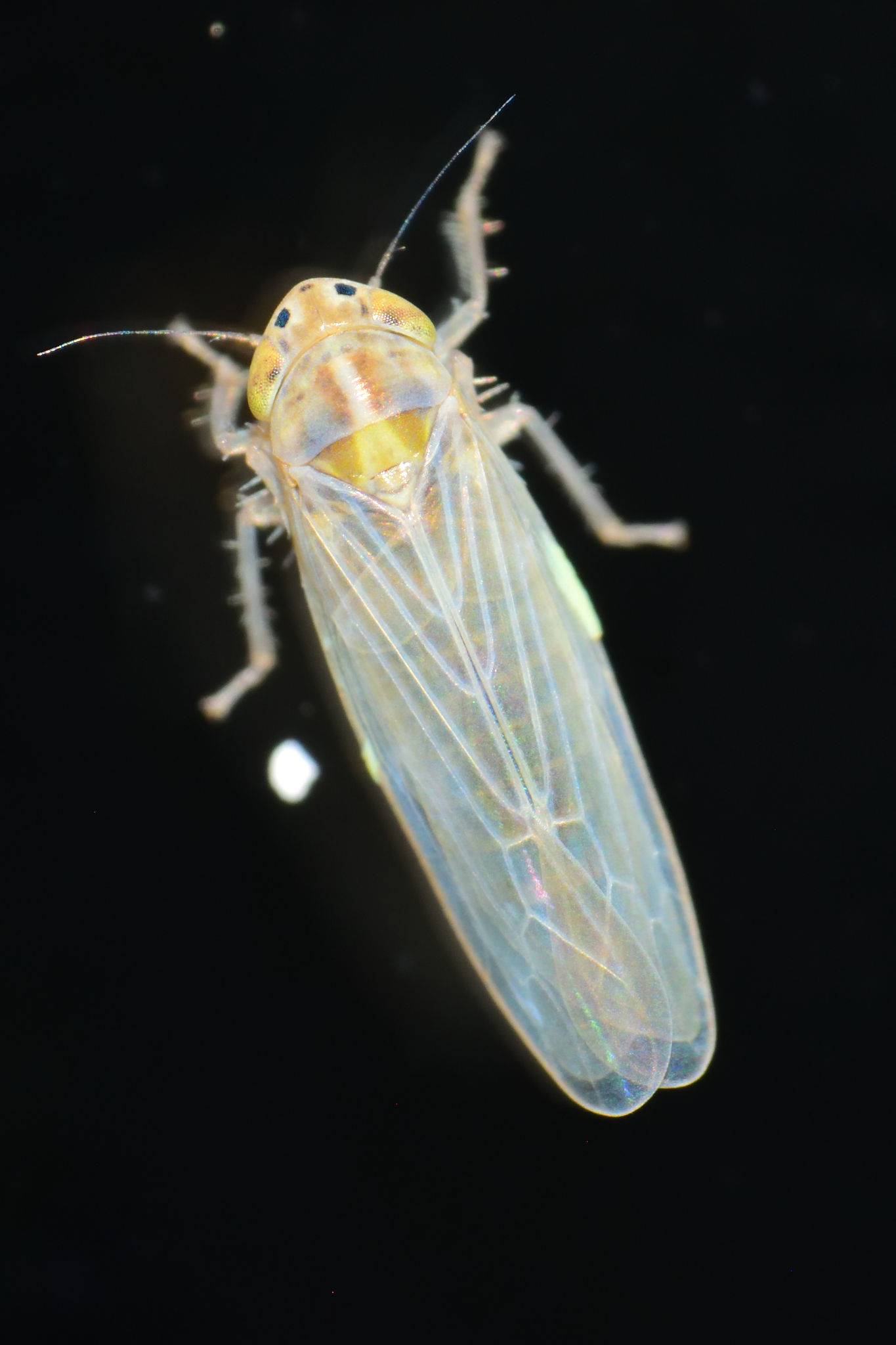 Dalbulus DeLong, 1950